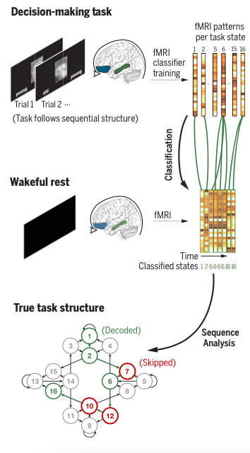 해마체 연구, Hippocampal sequential replay - Seojin Universe